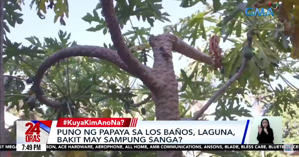 This papaya tree in Laguna has become popular due to its multiple stems ...