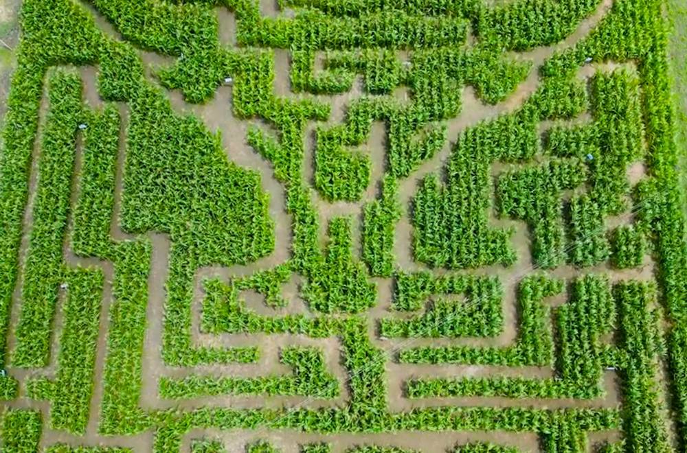 School in Ilocos Norte unveils region’s first corn maze | GMA News Online