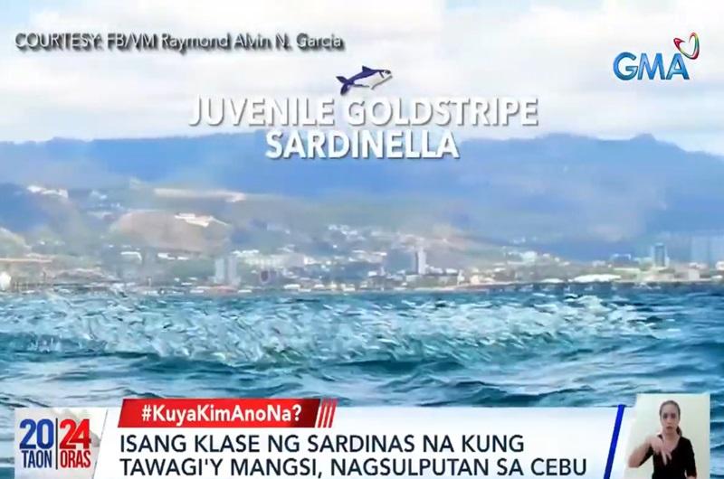 Hundreds of juvenile goldstripe sardinella or mangsi spotted in Cebu ...