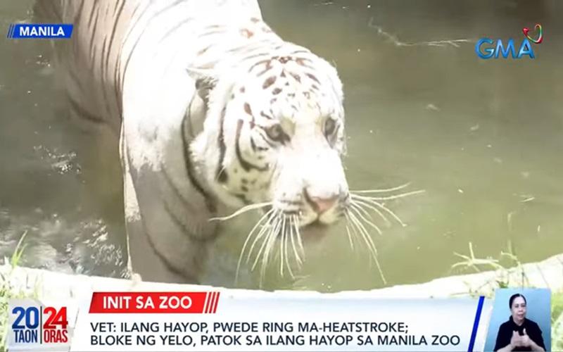 Manila Zoo keepers help animals cool down with misting, blocks of ice | GMA News Online