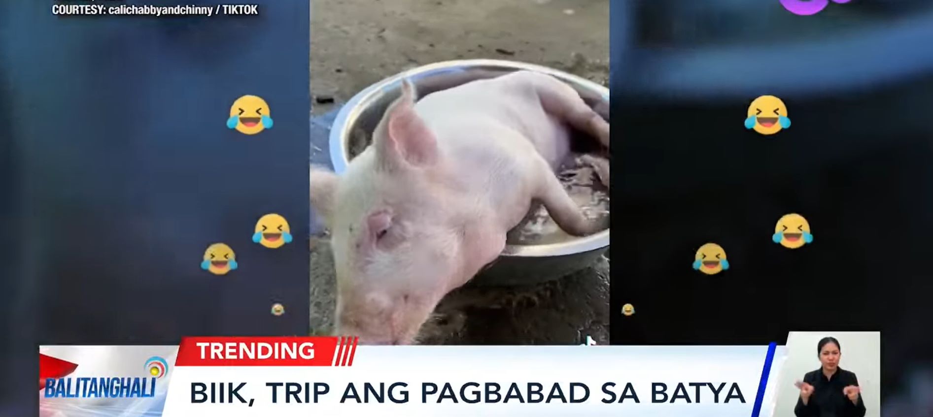 Biik na nagbababad sa batya para maibsan ang init, kinaaliwan ng ...