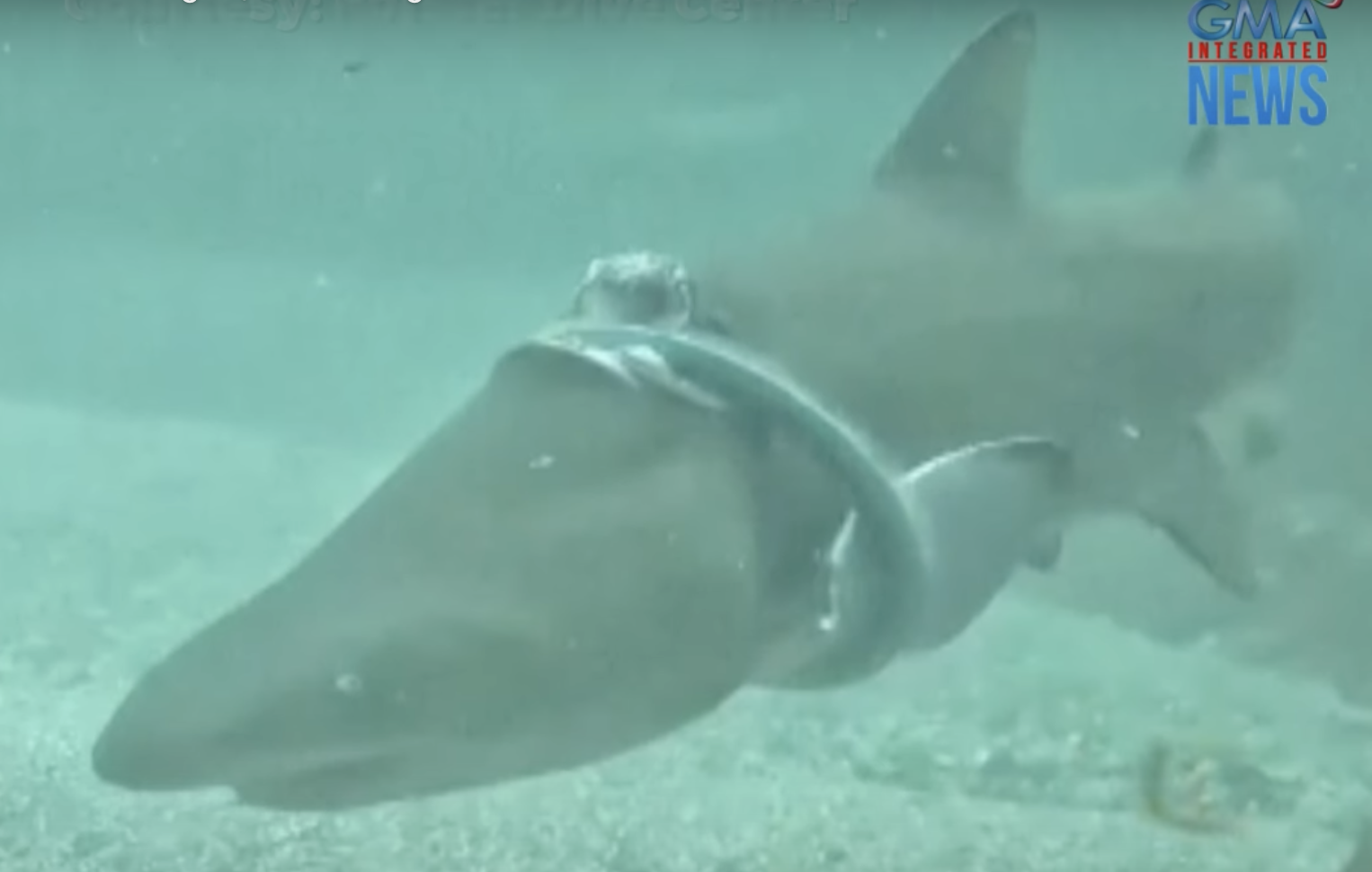 Mga diver, nanlumo sa nakitang bagay sa katawan ng isang pating sa ... Mga diver, nanlumo sa nakitang bagay sa katawan ng isang pating sa ...
