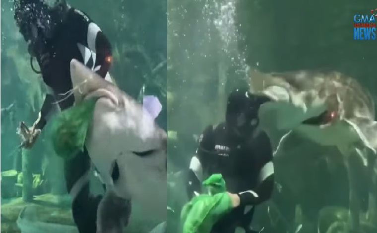 Diver, kinagat sa ulo ng dambuhalang isda na tila naasar sa kaniya sa ...