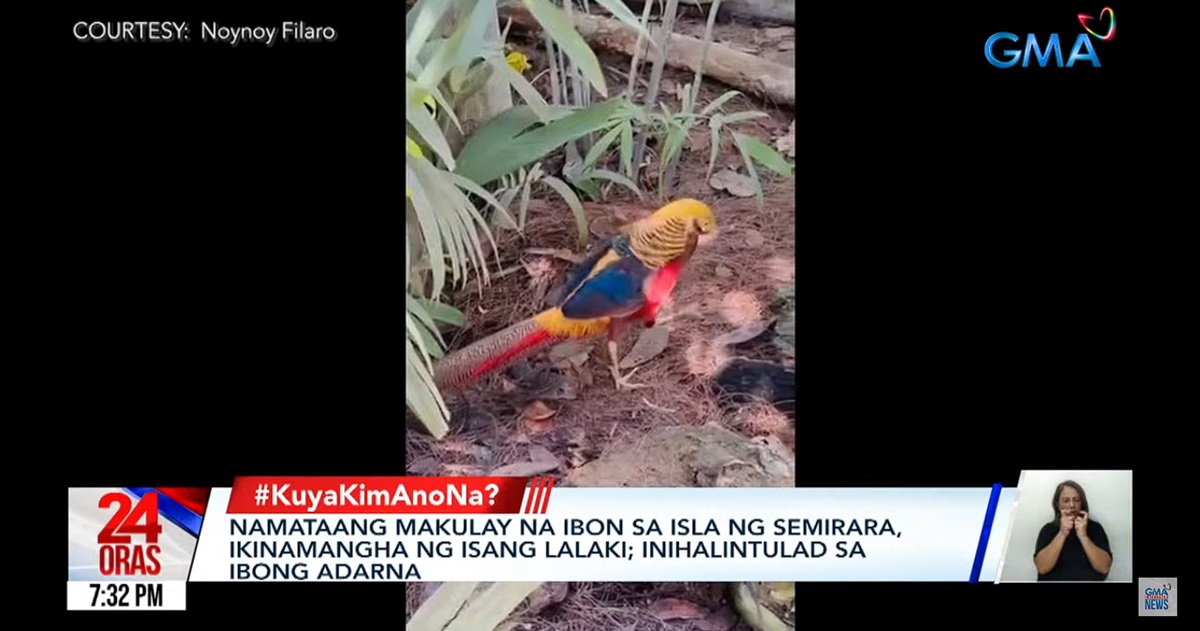 Ibong Adarna Bird Strange Skins — The Story Of Ibong Adarna – The