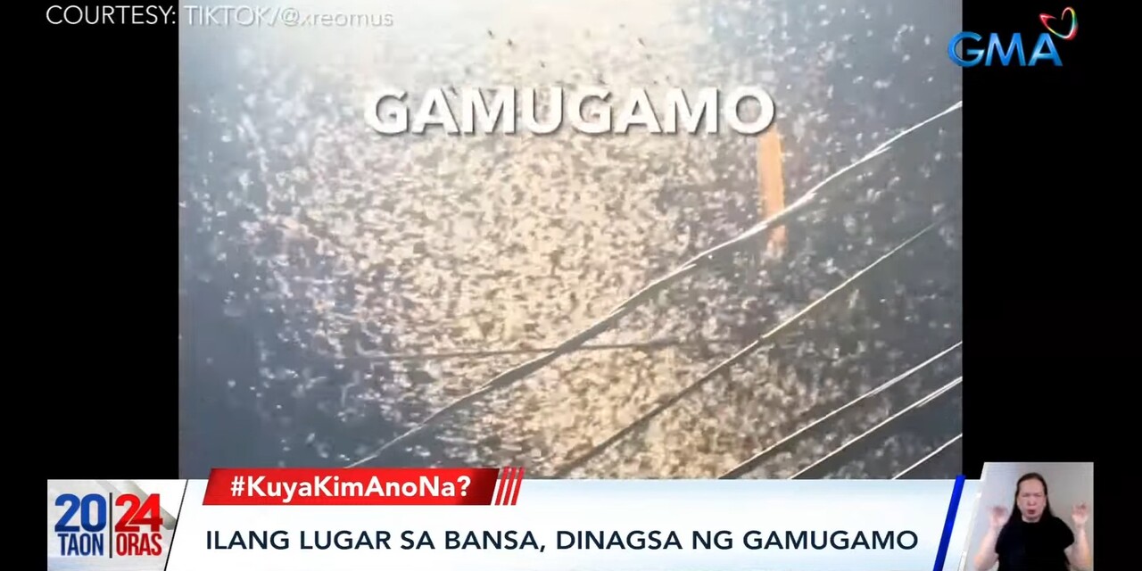 What's causing the recent swarms of gamugamo? Kuya Kim explains | GMA ...