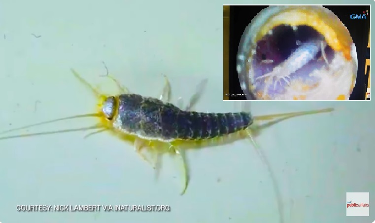 Kakaibang insekto, pumasok sa tenga at nagdulot ng matinding sakit ...