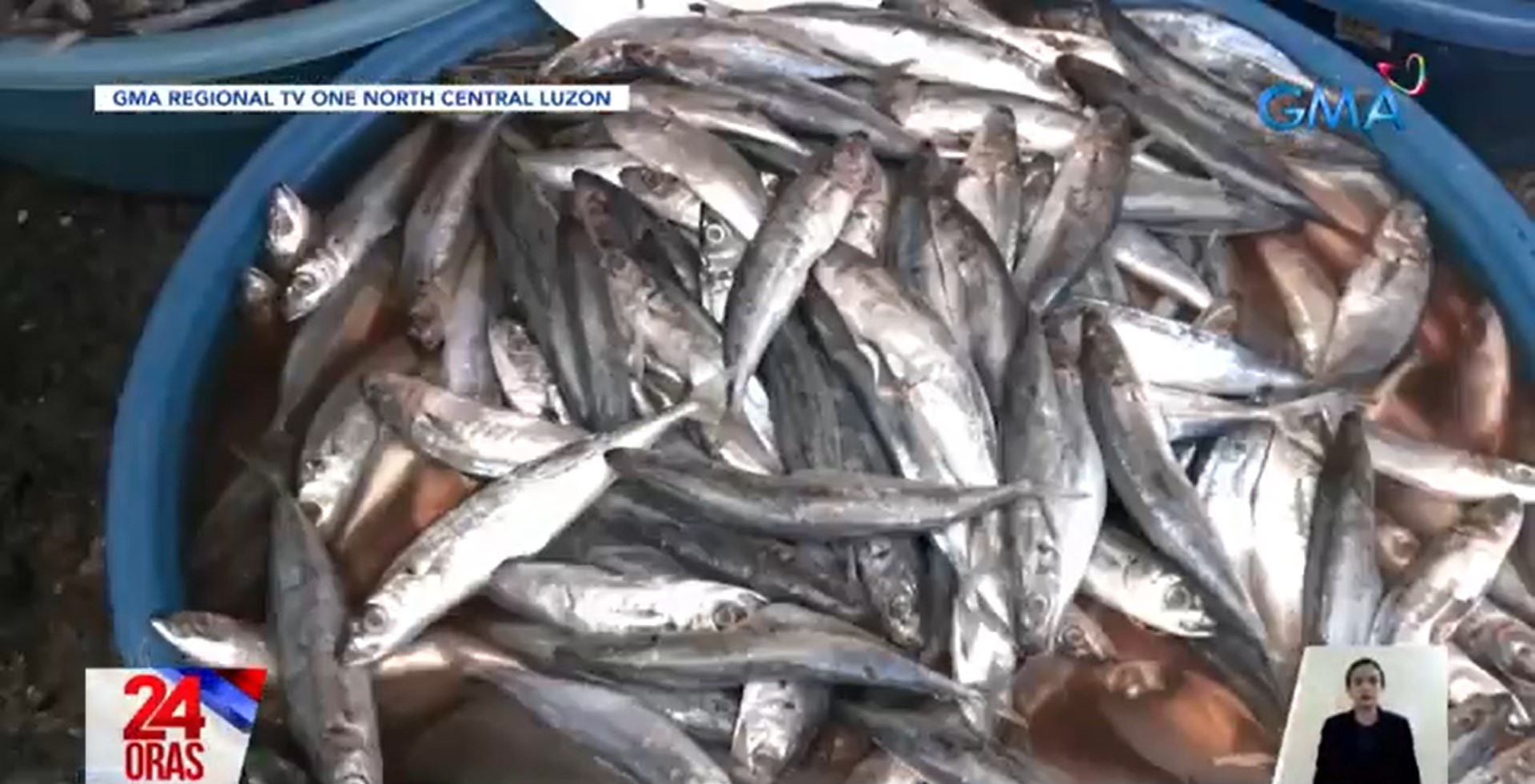 SINAG questions price increase of galunggong, other fish | GMA News Online