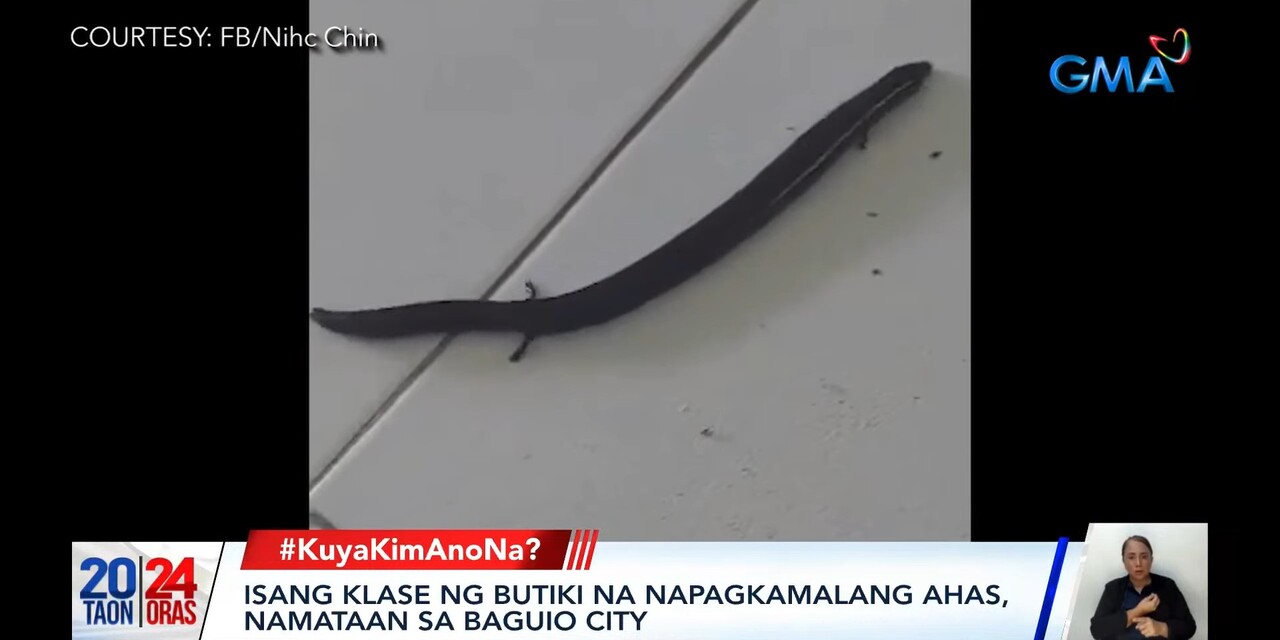 'Snake-like' skink lizard spotted in Baguio | GMA News Online