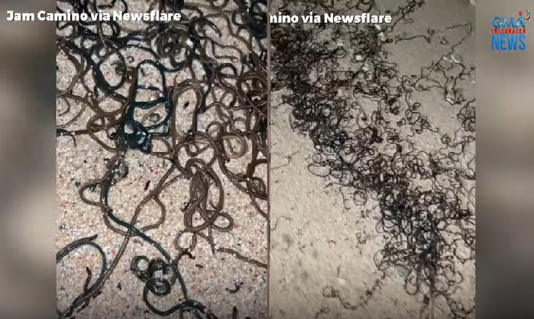 Sangkaterbang bulate, biglang sumulpot sa baybayin ng isang resort sa ...