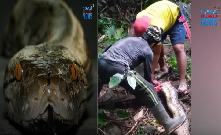 Babaeng nawawala, nilamon pala ng dambuhalang sawa sa Indonesia ... Babaeng nawawala, nilamon pala ng dambuhalang sawa sa Indonesia ...