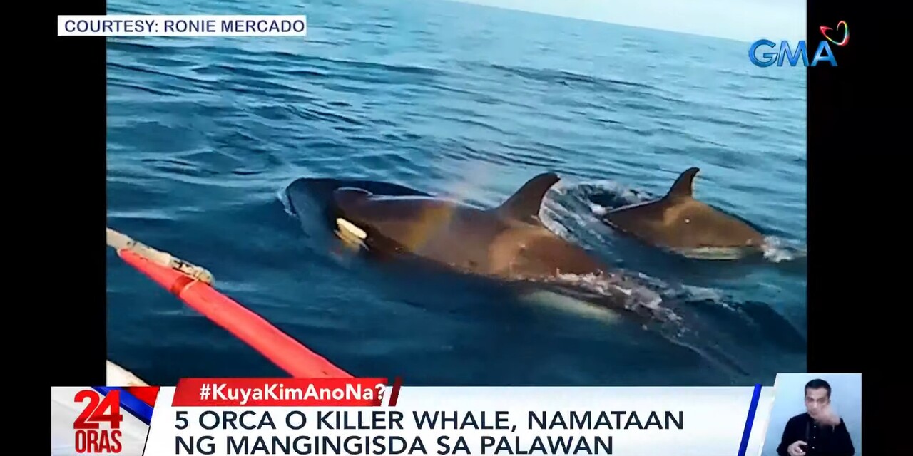 Orcas spotted by fisherman in Puerto Princesa, Palawan | GMA News Online