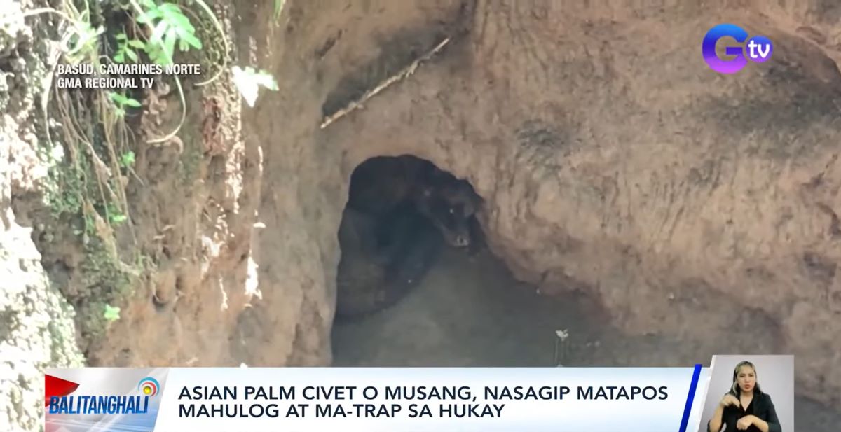 Asian palm civet o musang, nasagip nang mahulog at ma-trap sa hukay sa ...