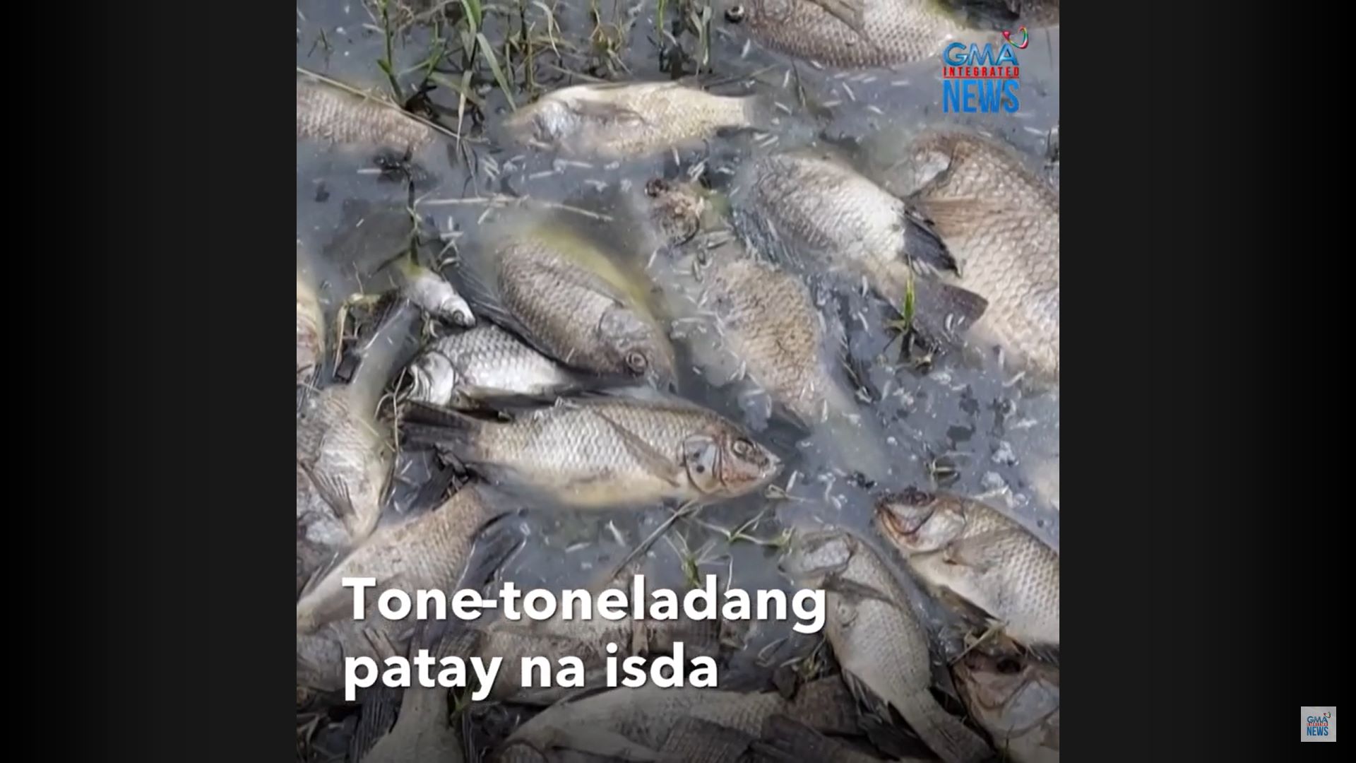 Tone-toneladang patay na isda, bumulaga sa pampang sa Mexico | Balitambayan