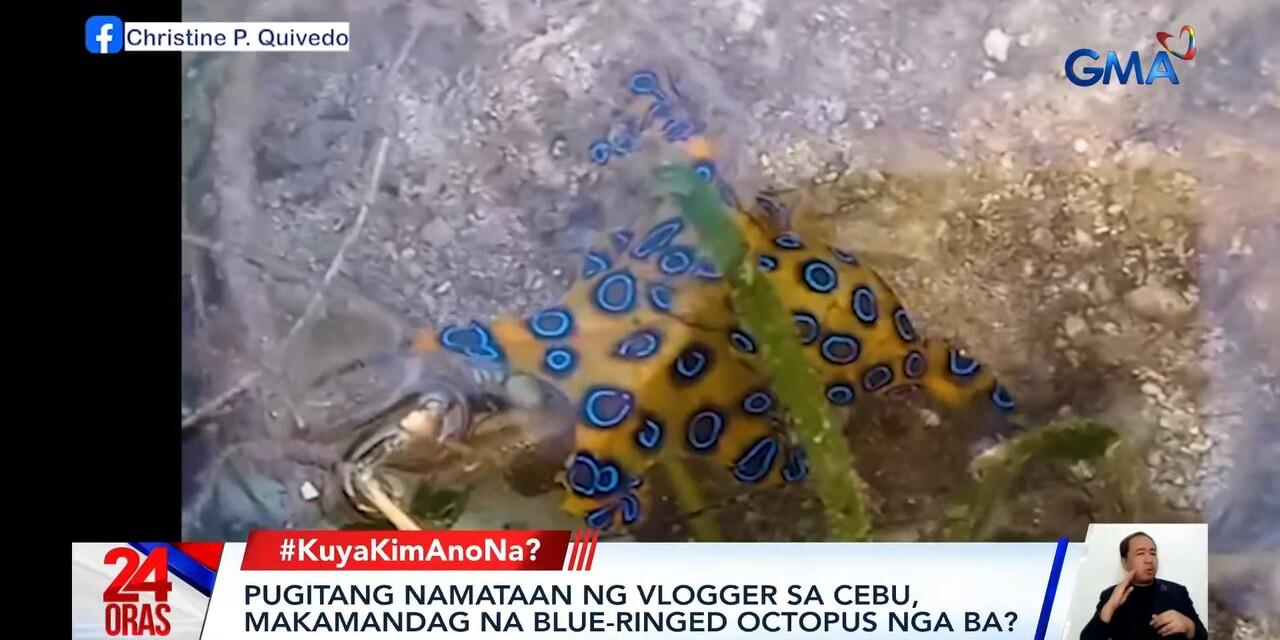 Venomous blue-ringed octopus spotted in Boljoon, Cebu | GMA News Online