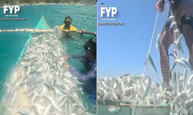 Bangka, halos lumubog na sa dami ng nahuling mga isdang tamban sa ...
