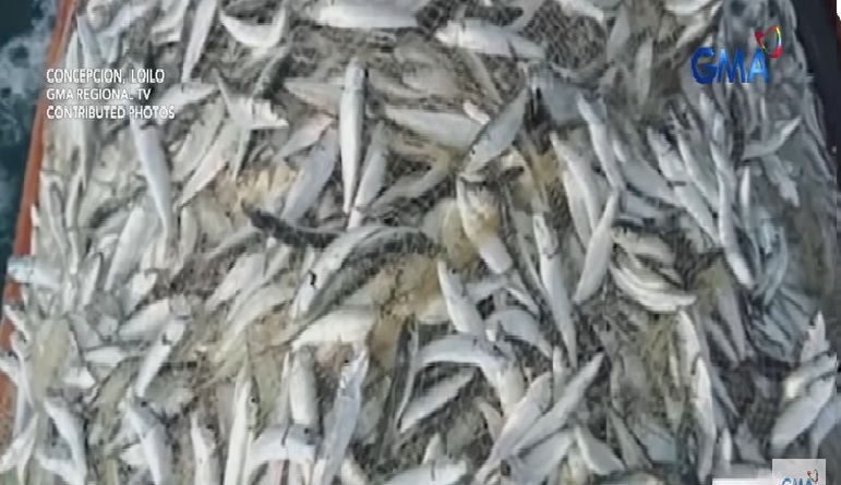 Tamban's inclusion in fisheries products codex to widen market for PH ...