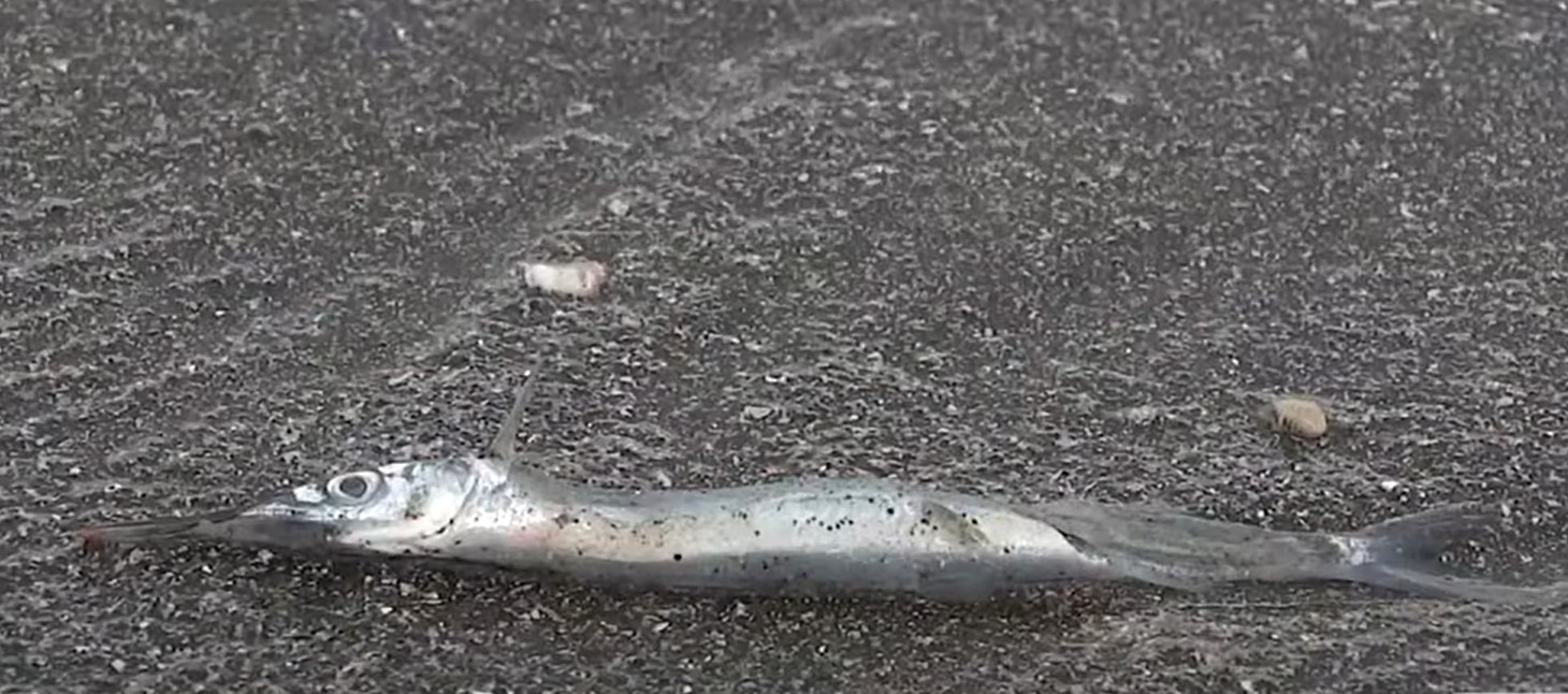 Oil Spill Fish BFAR Test Shows Negative Traces Of Oil Spill In Bataan