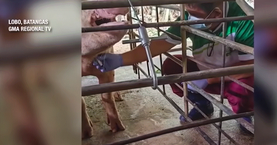 Lobo, Batangas placed under state of calamity due to ASF | GMA News Online