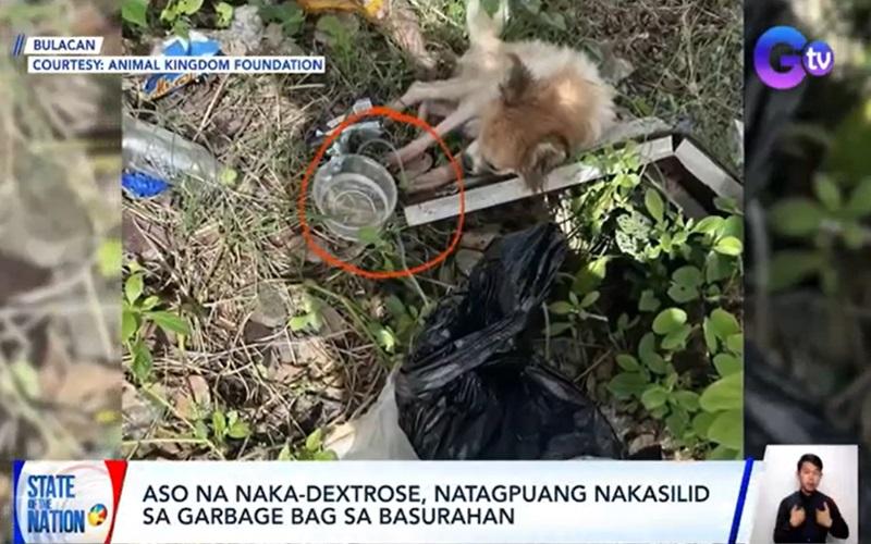 Aso na naka-dextrose, nakita sa basurahan sa Bulacan | Balitambayan