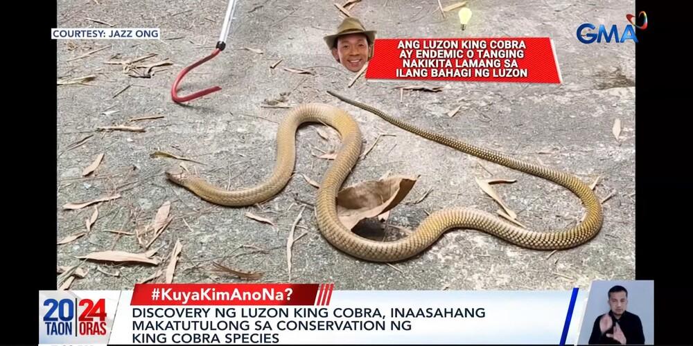 New king cobra species in Luzon identified | GMA News Online
