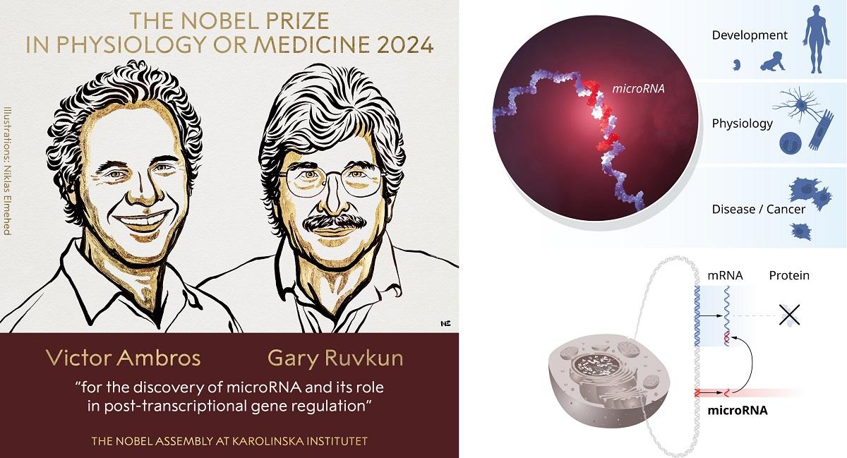 Nobel prize for medicine goes to US scientists for microRNA discovery | GMA News Online