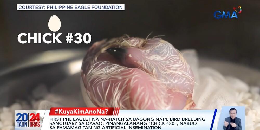 1st PH eagle chick that hatched in Davao's new bird breeding sanctuary ...