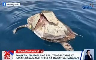 SEA_TURTLE | Tracking | GMA News Online