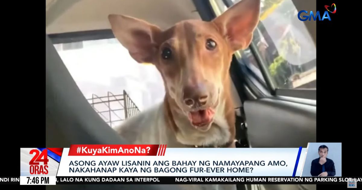 Milo the loyal dog finds new home after previous owner passes away ...