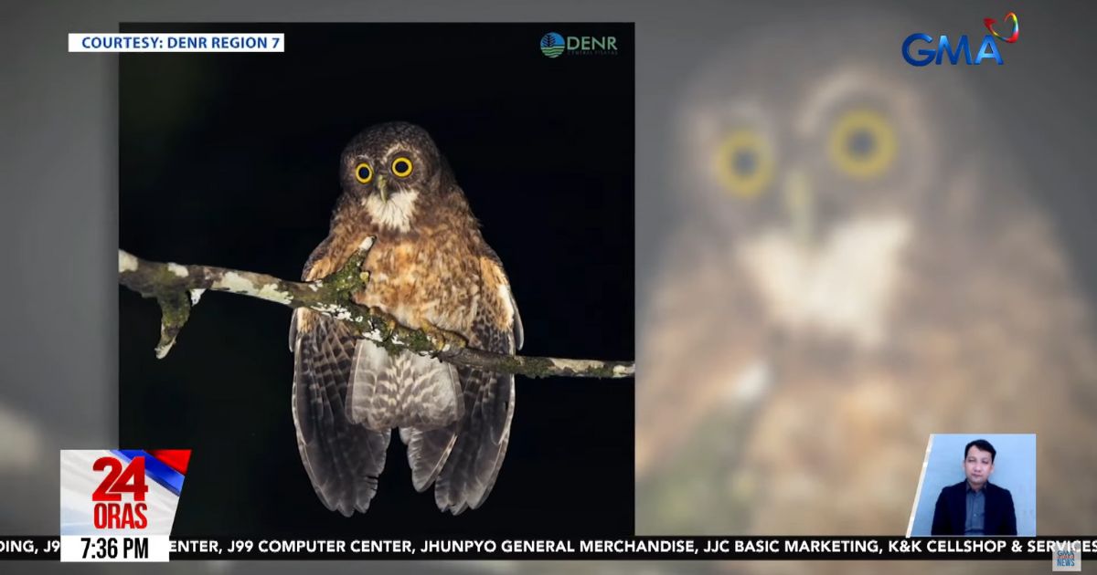 Endemic Cebu hawk-owl spotted in Alcoy, Cebu | GMA News Online