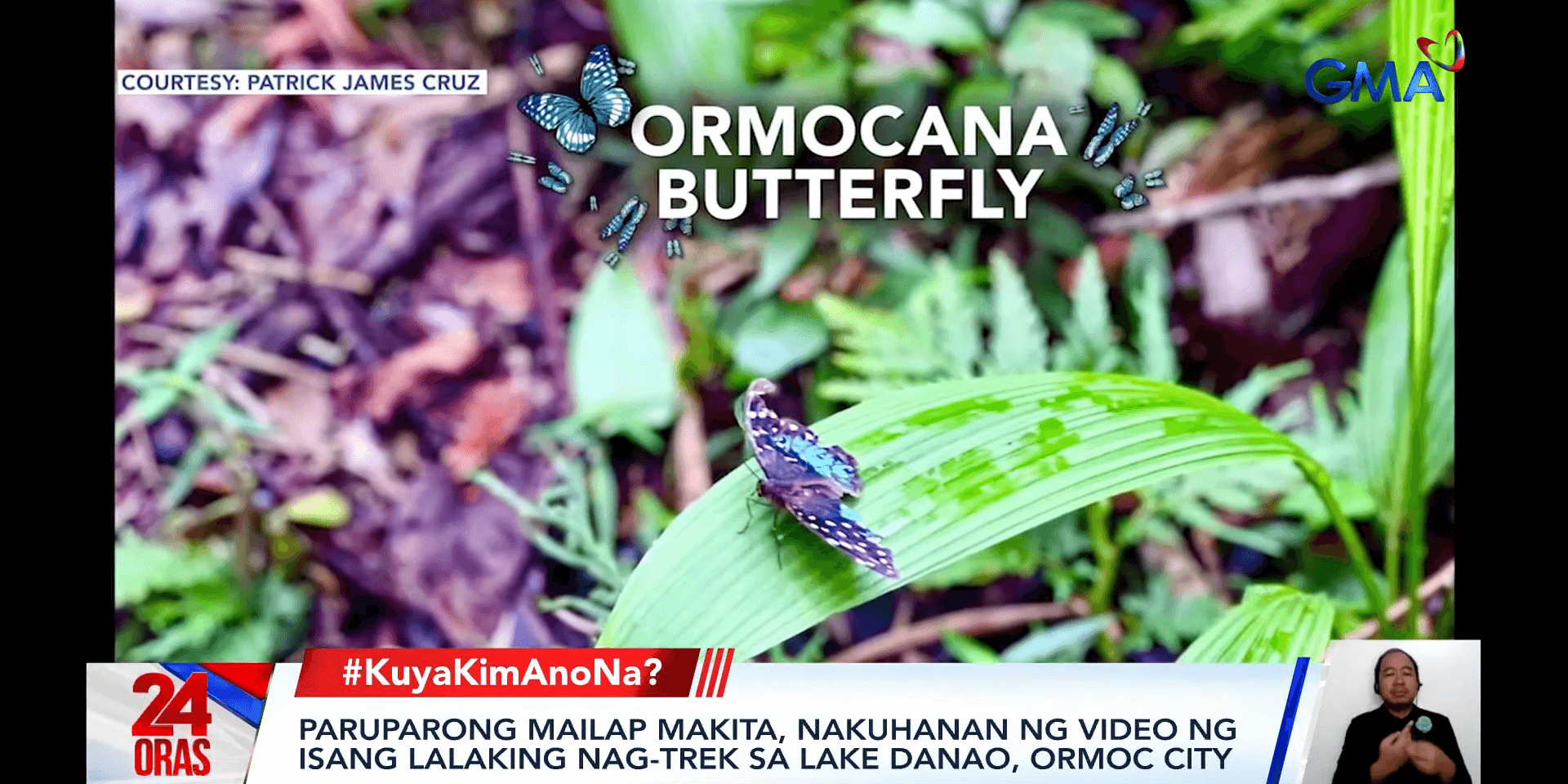 Elusive Ormocana butterfly spotted by man on trek to Lake Danao, Ormoc | GMA News Online