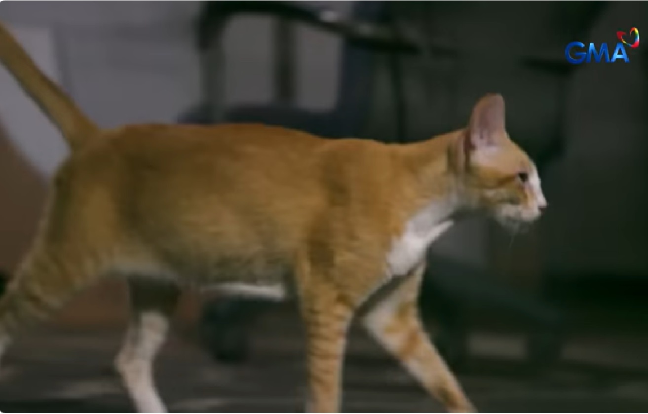 Batang nakalmot ng pusa, pumanaw dahil sa rabies | Balitambayan