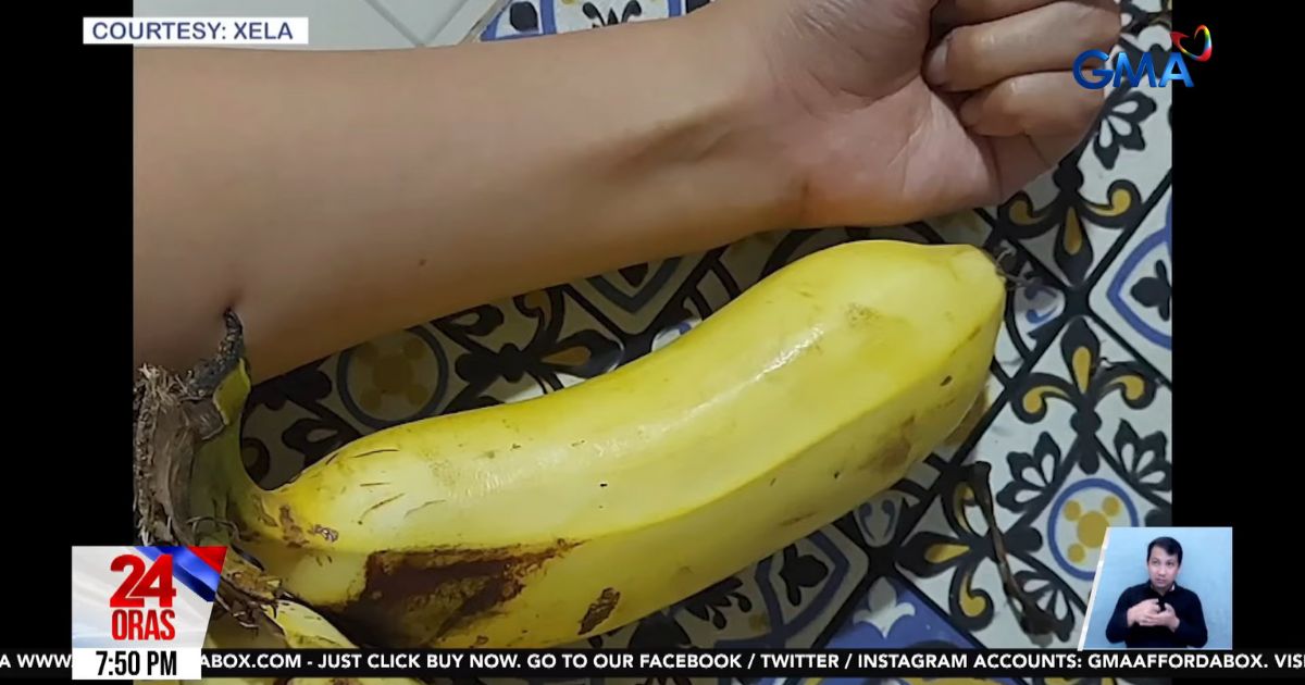 Arm-sized latundan banana harvested in Mandaluyong City | GMA News Online