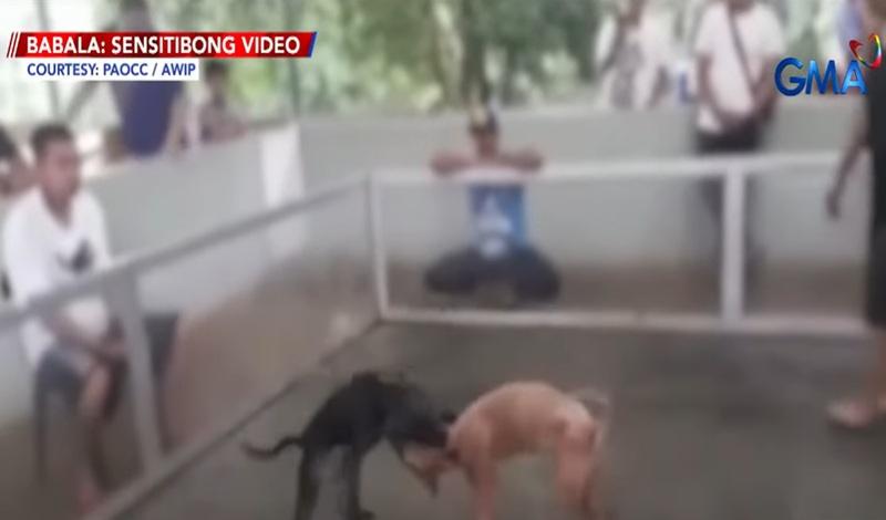 Illegal dog fighting busted, dogs rescued in La Paz | GMA News Online