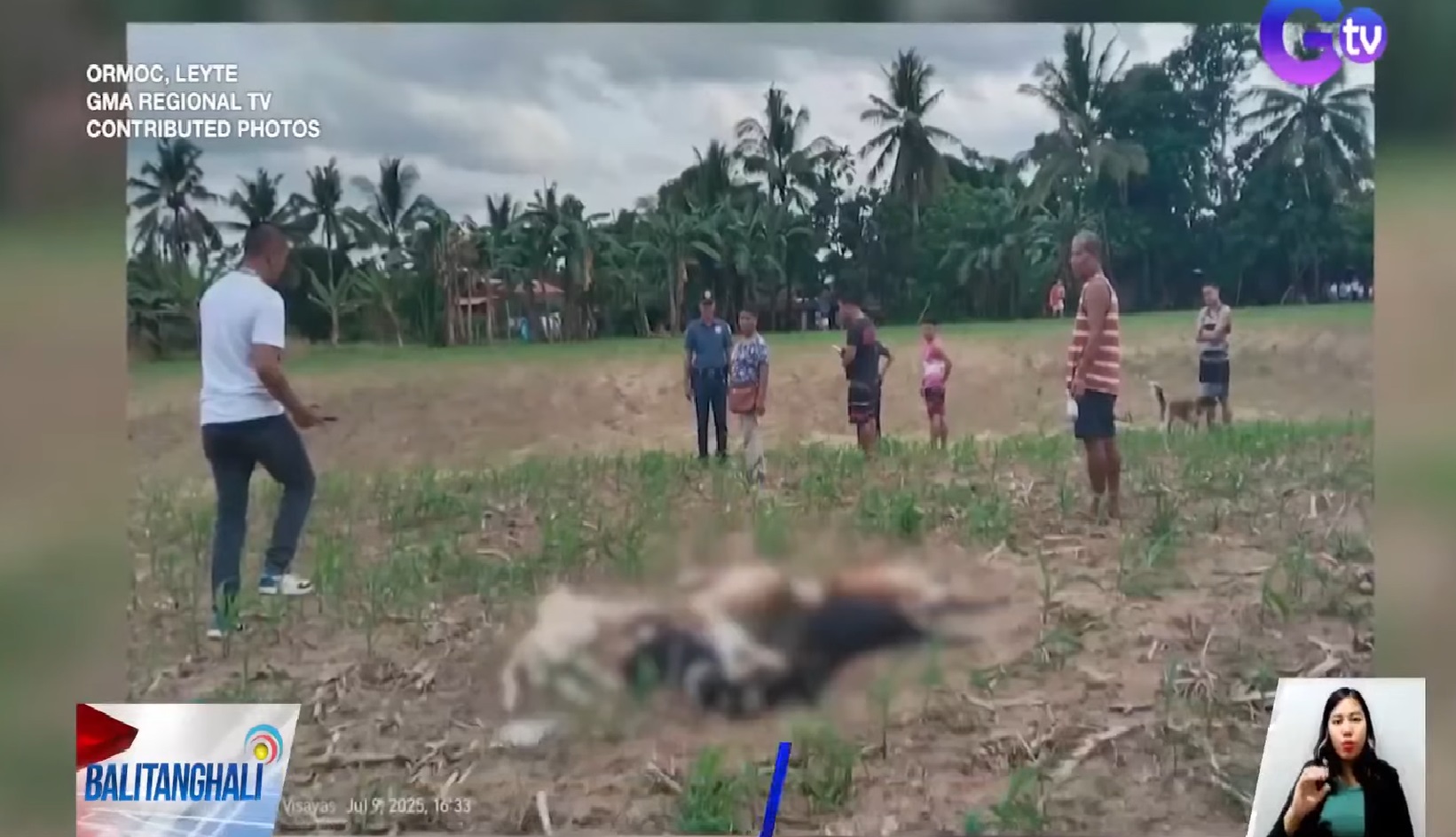 10 aso na hinihinalang nanira ng mga tanim na mais, natagpuang patay ...