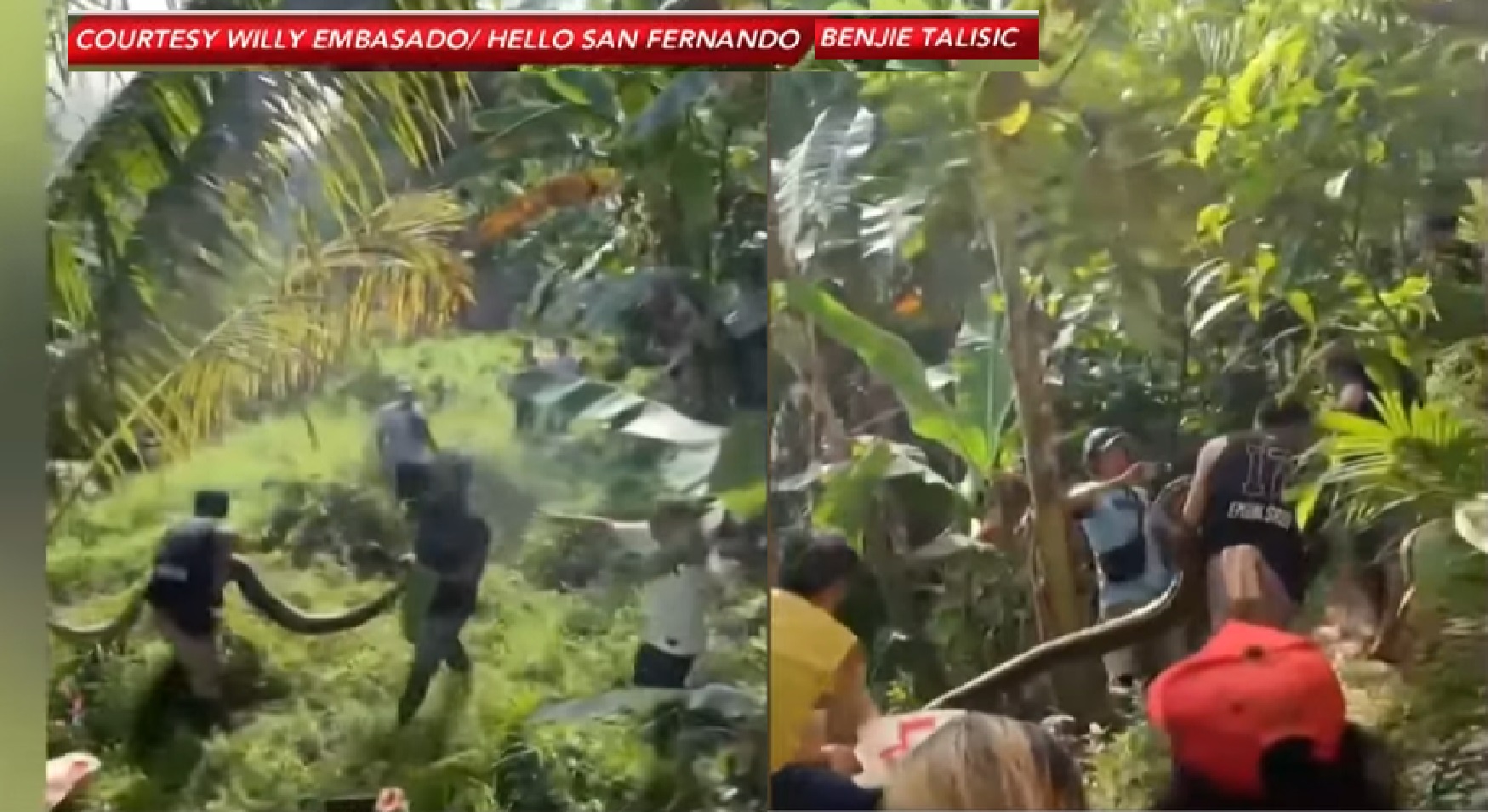 Dambuhalang sawa na nakakawala sa hawla sa Cebu, nahuli na! | Balitambayan