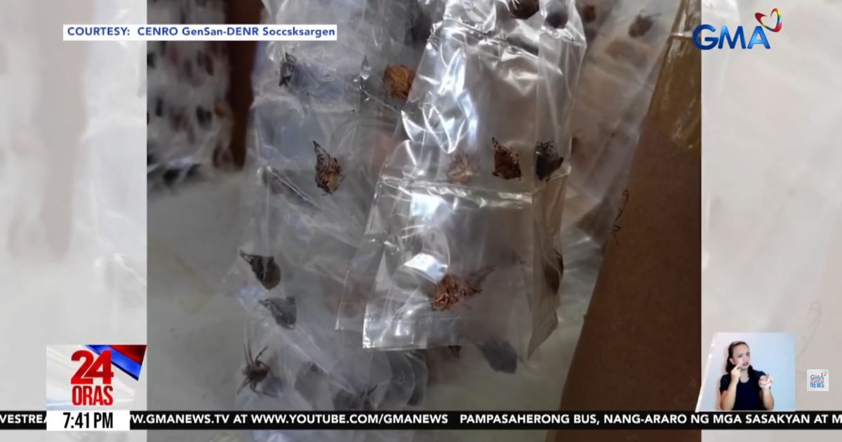 Almost 2k spiders intercepted at GenSan, suspected for illegal derby ...