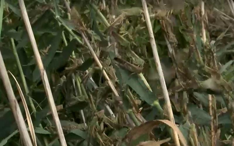 Locusts spread in Ukraine’s south as war disrupts control measures ...