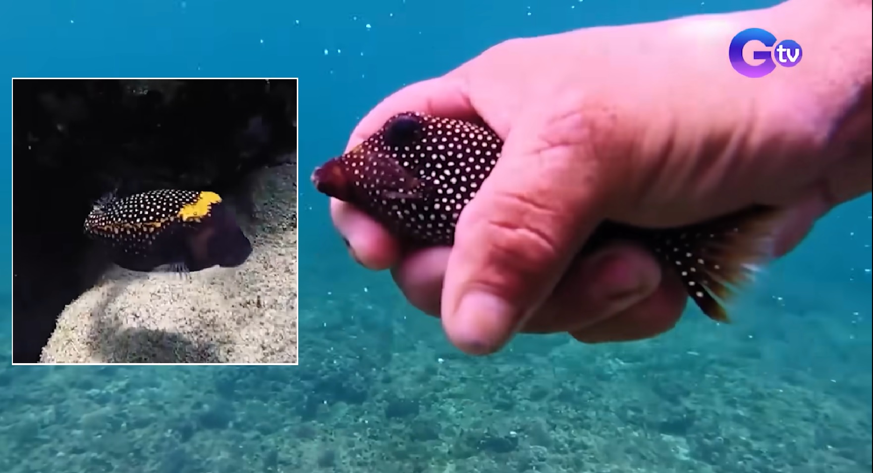 Cute na mga boxfish o kaban-kaban, ligtas bang kainin? | Balitambayan