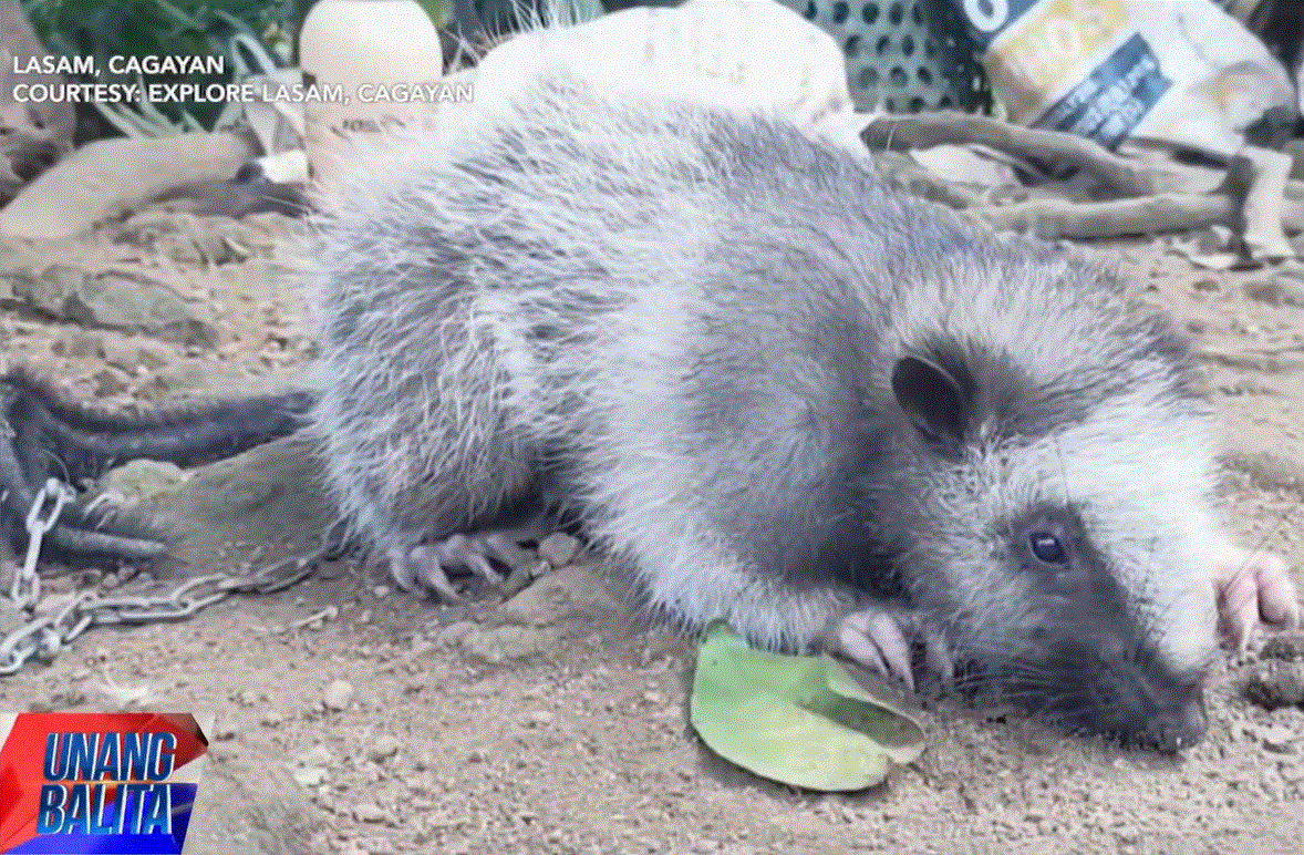 Northern Luzon giant cloud rat, nailigtas matapos aksidenteng masugatan ...