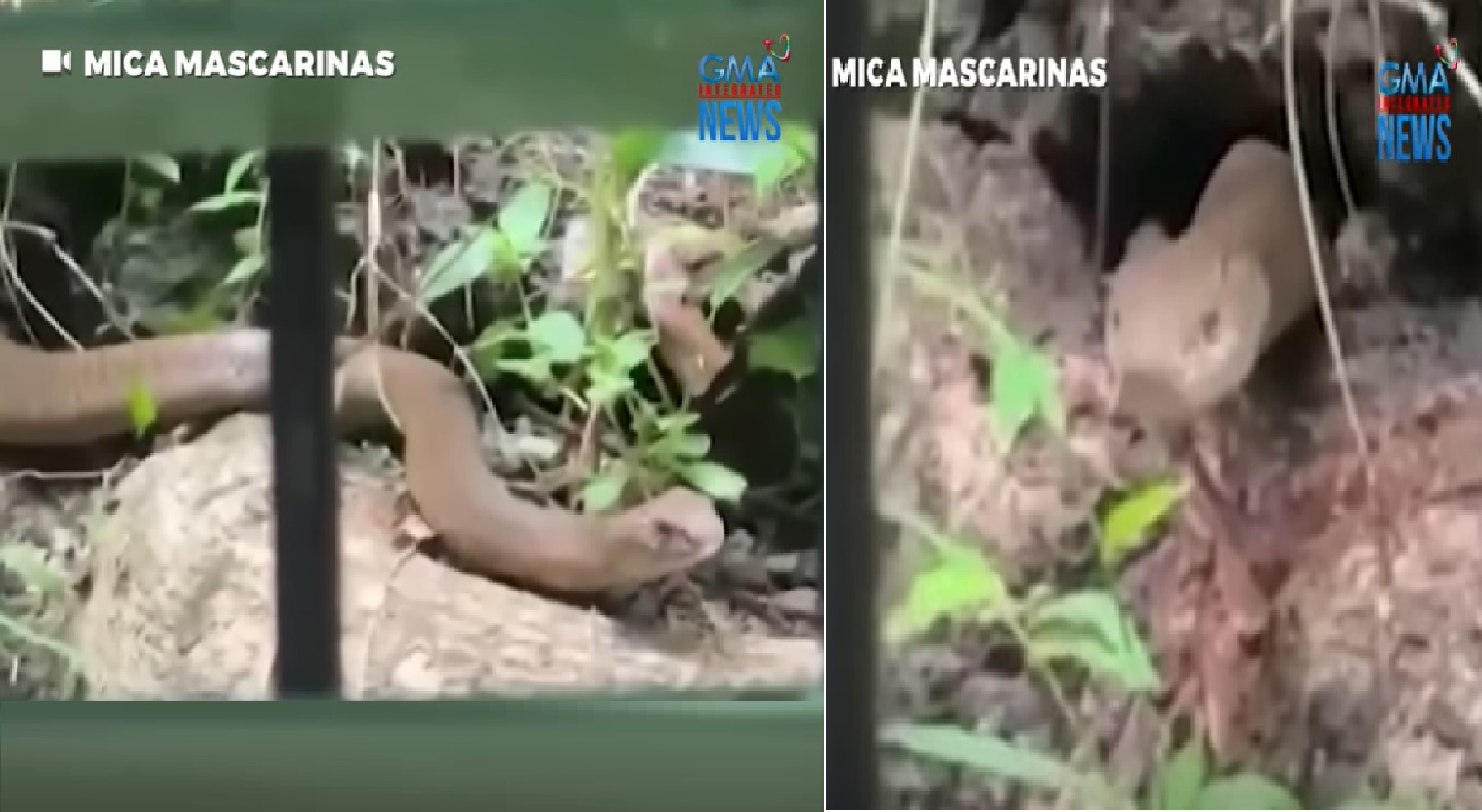 Klase, suspendido dahil sa naispatang ahas sa labas ng isang eskuwelahan sa San Carlos City ...