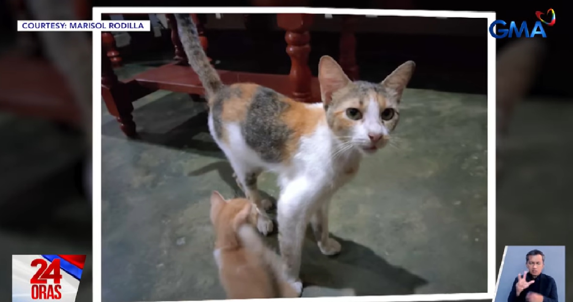 Pusa na mukhang pangkaraniwan sa Pangasinan, pambihirang klase pala sa ...