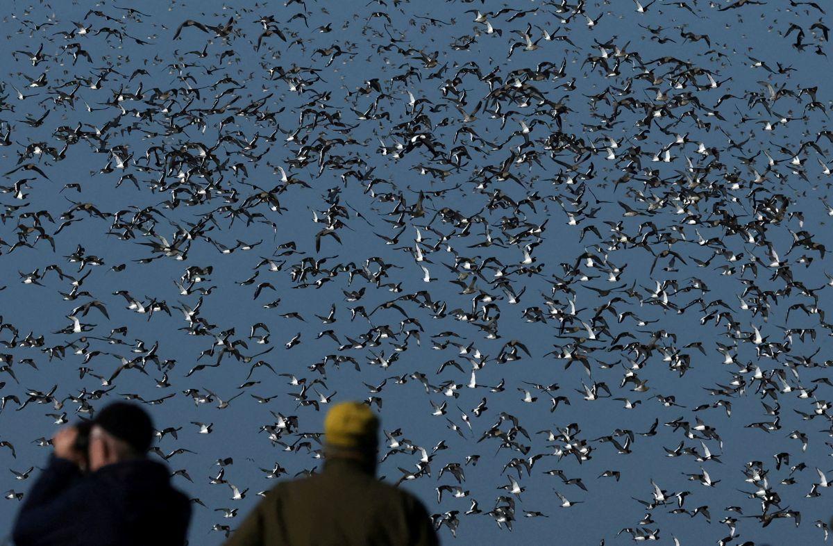 Wading birds move to dry sandbanks during month's highest tides at ...