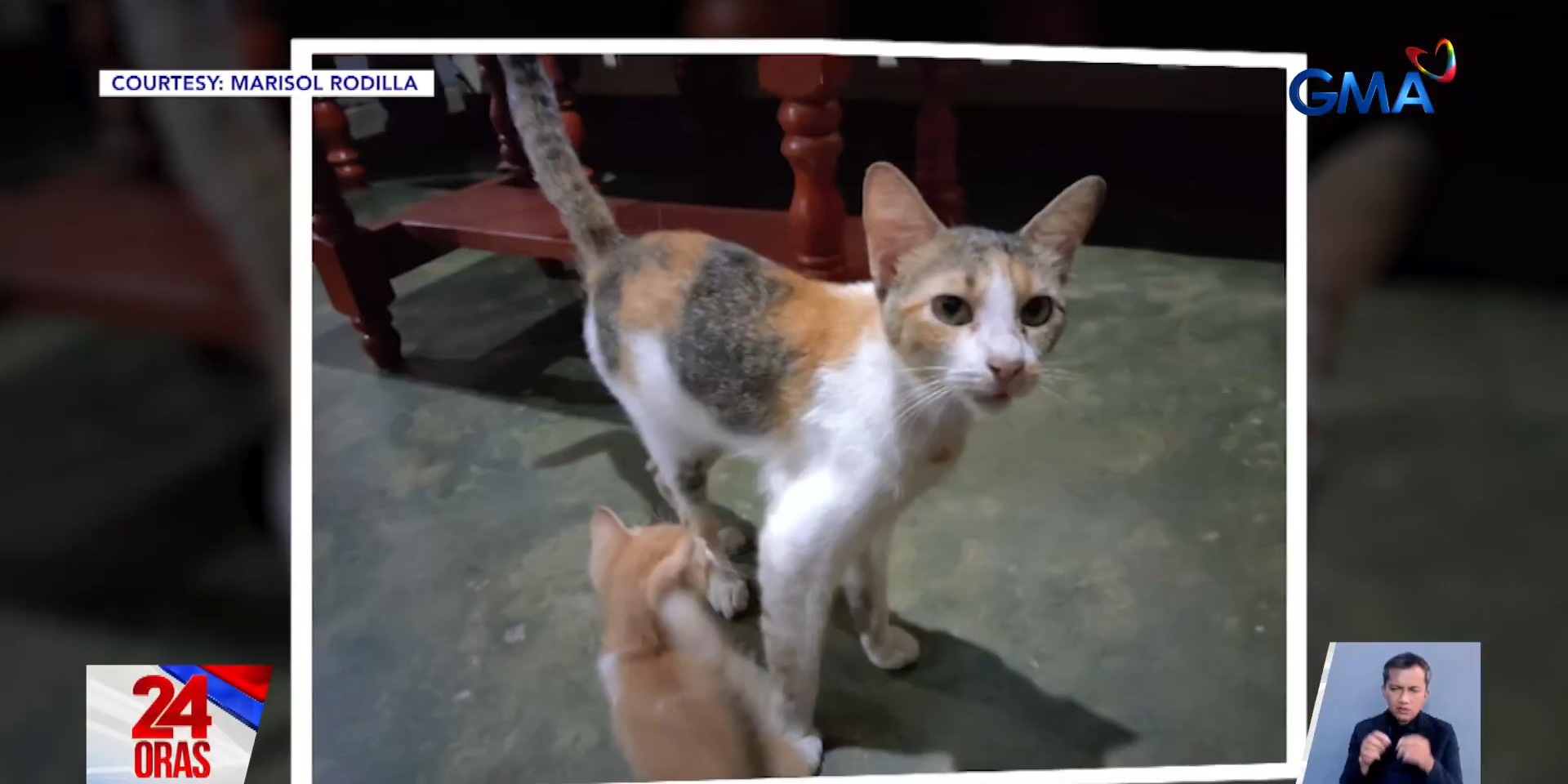 Rare male calico cat spotted at Pangasinan spay, neuter drive | GMA ...