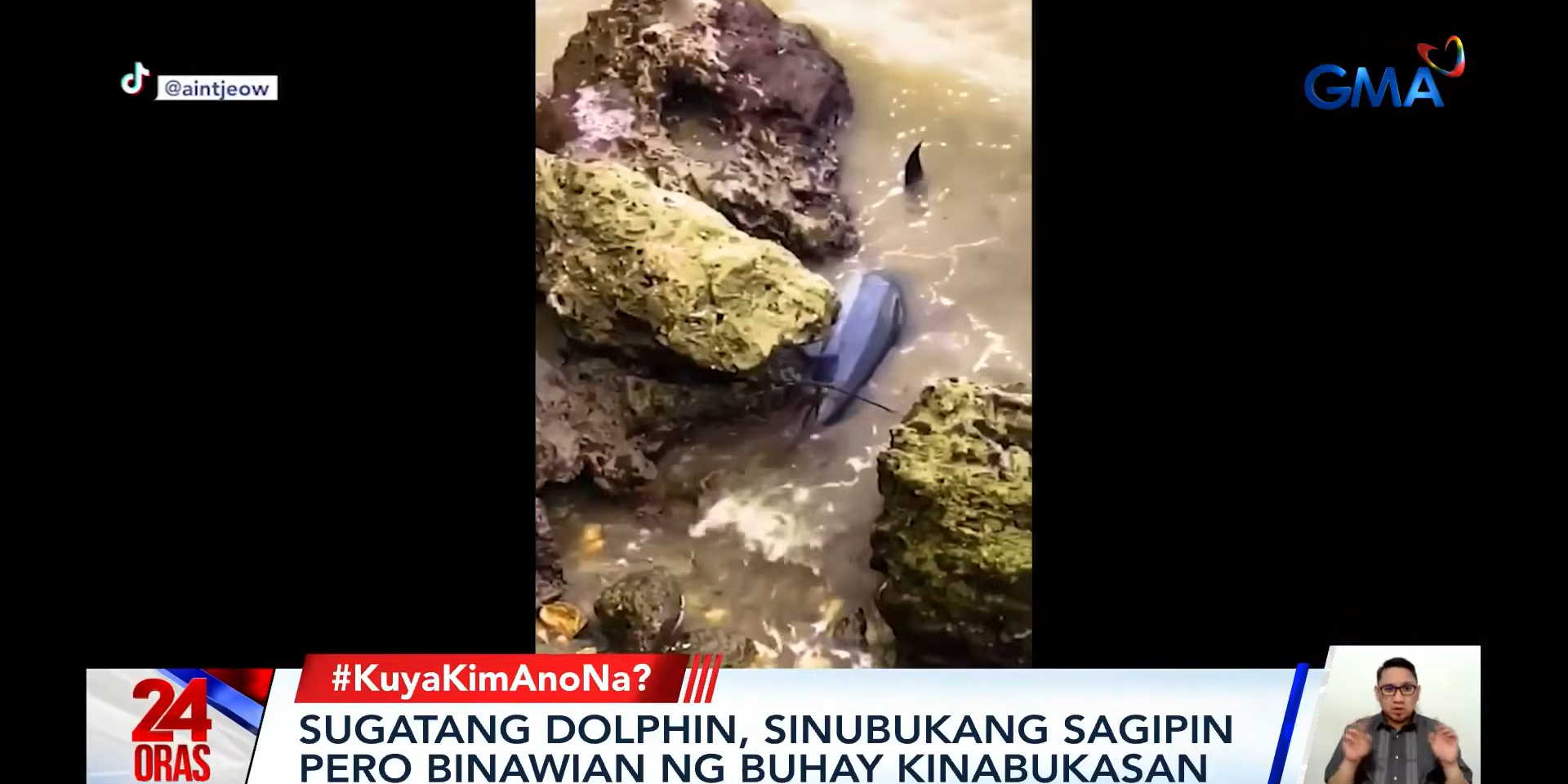 Juvenile striped dolphin gets stranded in Cebu, dies after rescue ...