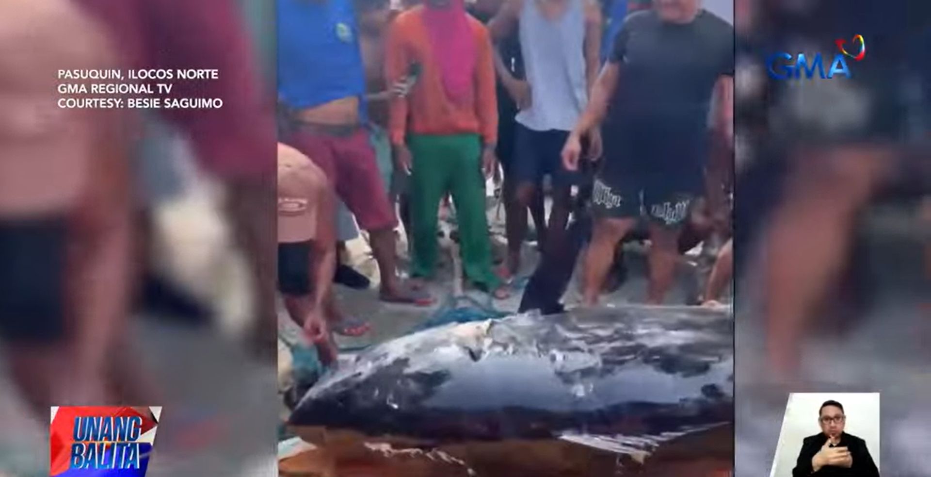 Giant blackfin tuna na halos 360 kilo ang bigat, nalambat sa Ilocos ...