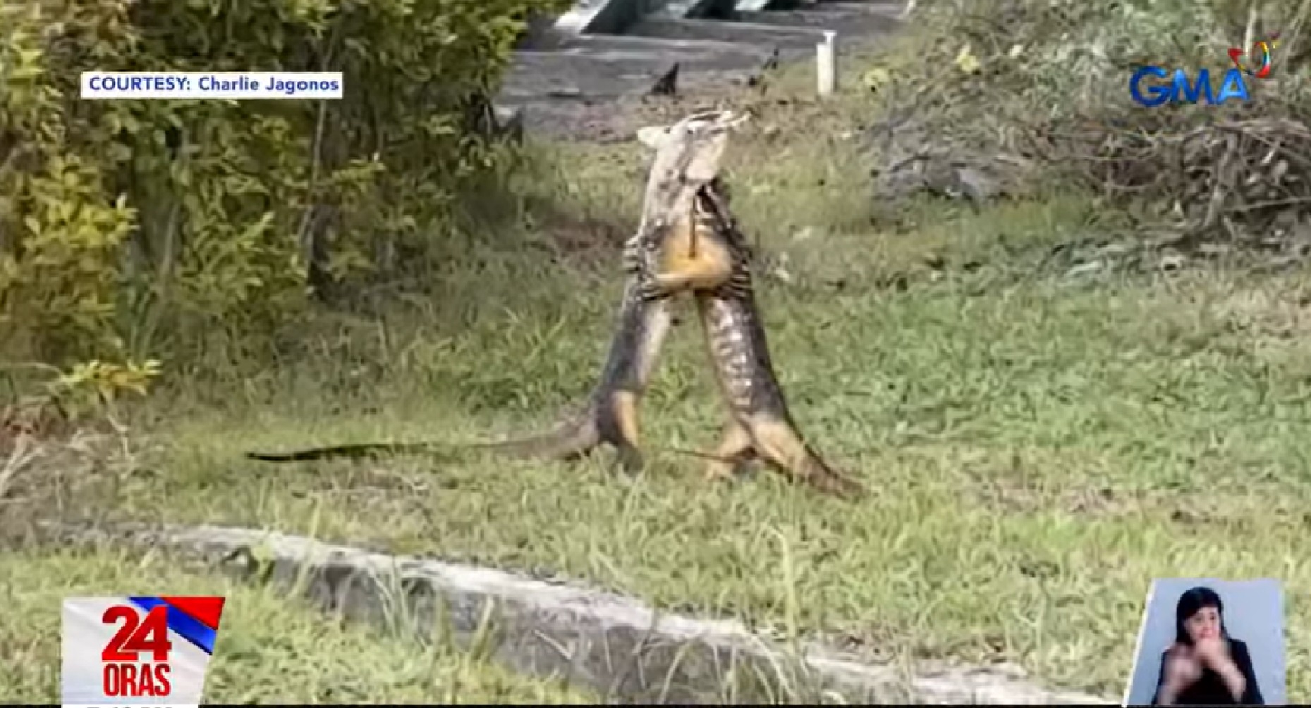 Viral na 2 bayawak na magkayakap, ‘di pala palatandaan ng kanilang ...