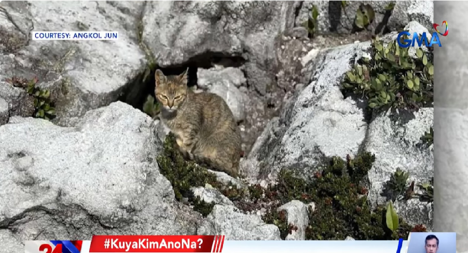 Pusa na naispatan sa Mt. Apo, bakit posibleng maging banta sa kabundukan? | Balitambayan