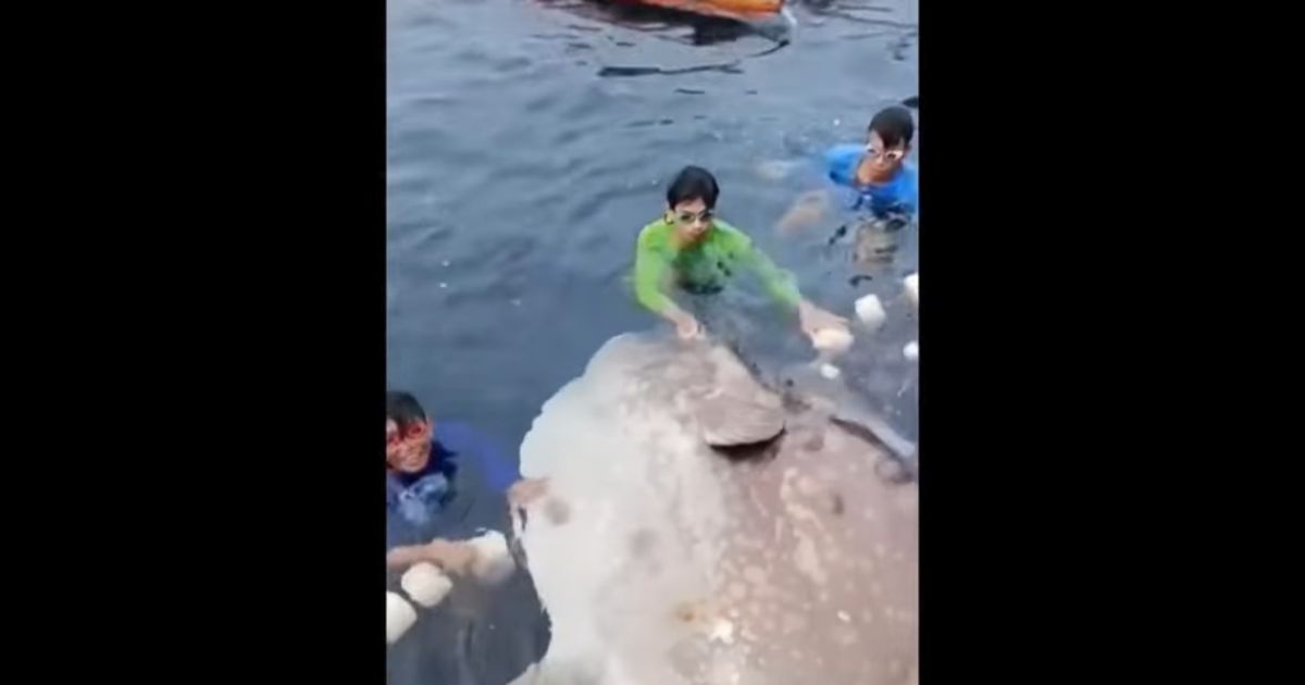 Sunfish gets caught in net by fisherman in Marinduque | GMA News Online