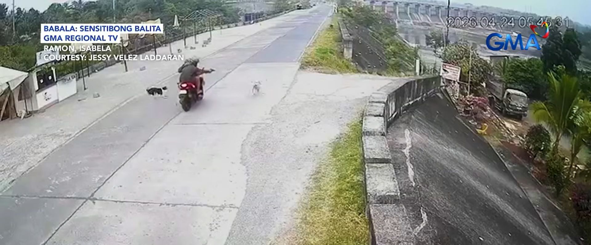 Dog shot dead by motorcycle passenger in Isabela | GMA News Online