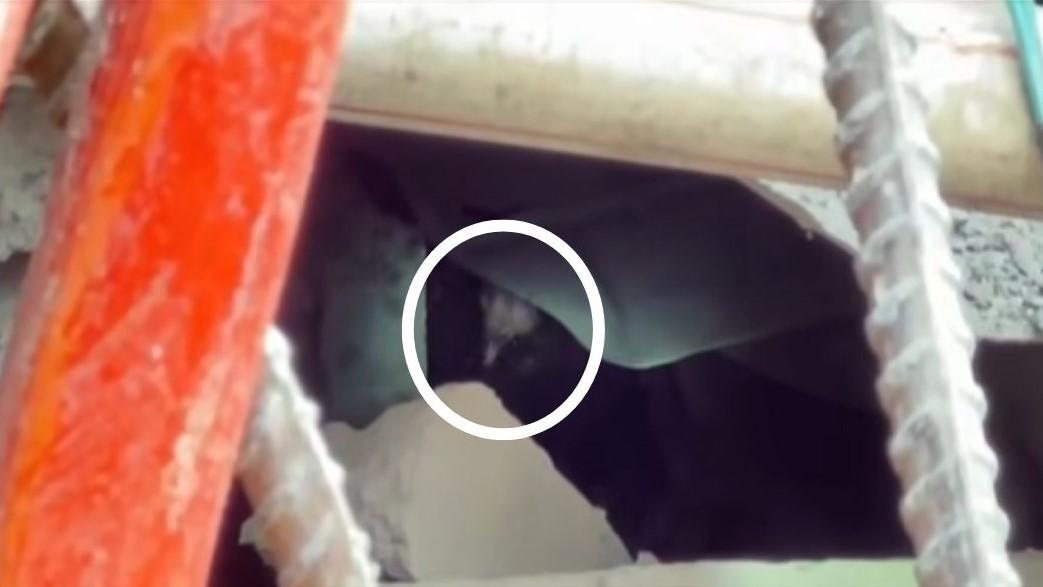 Live chicken recovered from Angeles City building collapse | GMA News ...